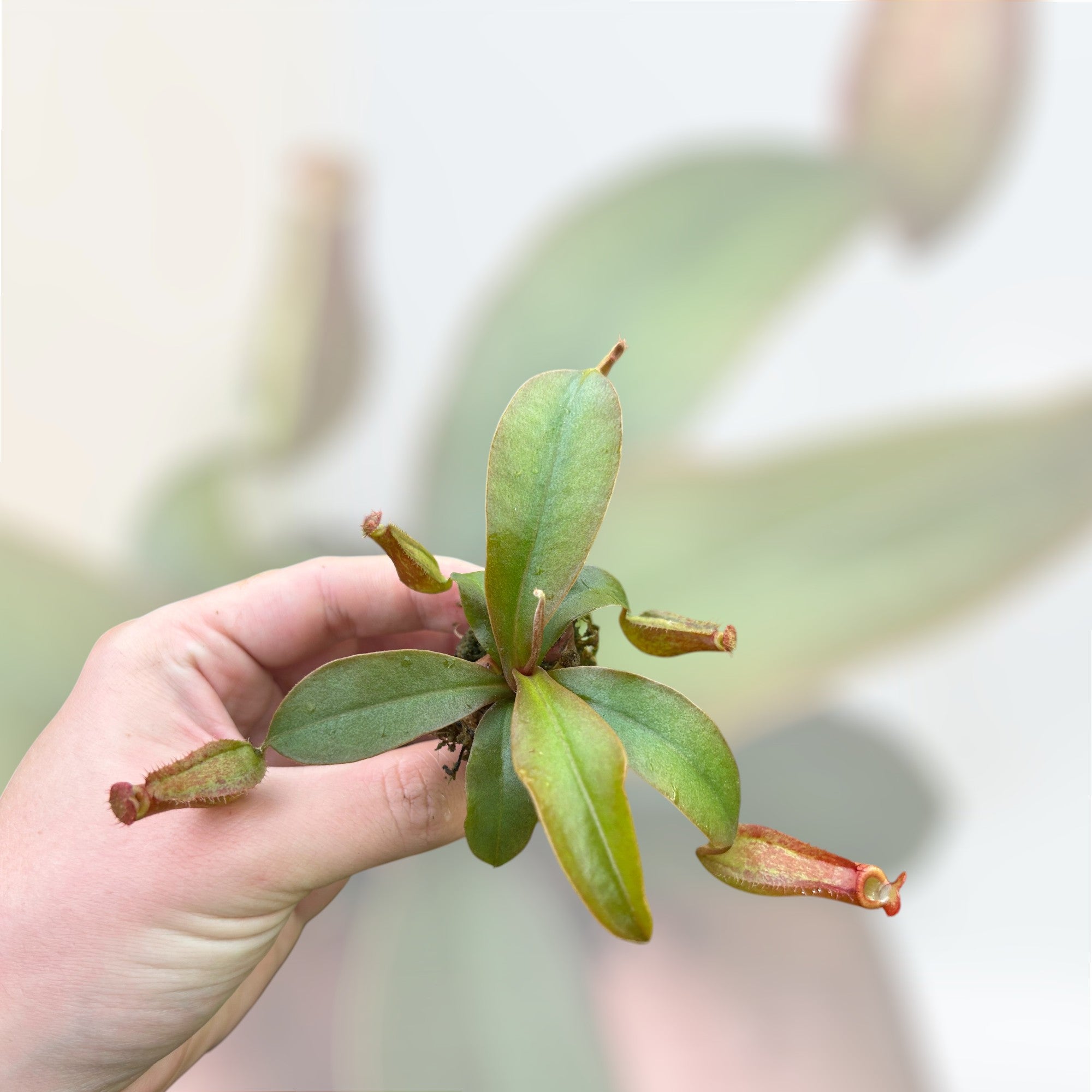 Nepenthes Pitcher Plant 'Bloody Mary' Starter Plug – Down to Dirt Plants