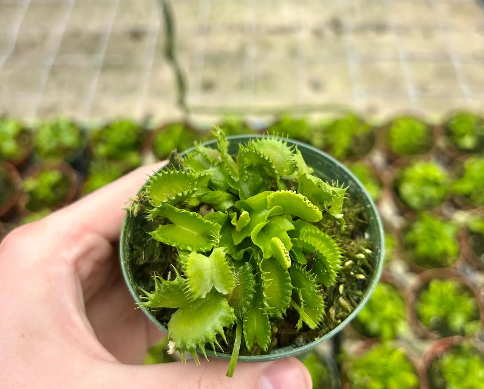 'Chinese Dumpling' Venus Fly Trap - 3" – Down to Dirt Plants